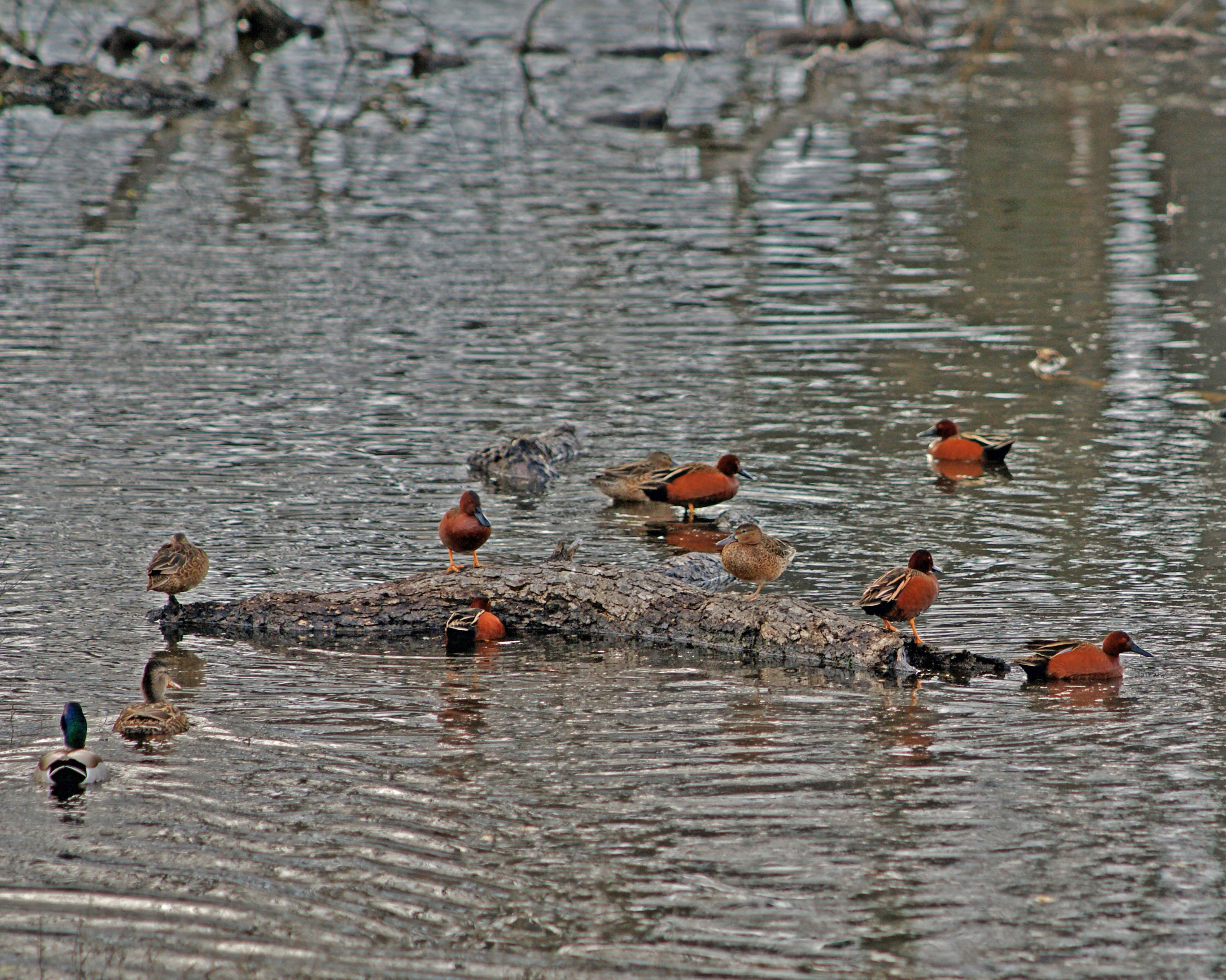 FHL H&F Program (About Us) - Fort Hunter Liggett - iSportsman