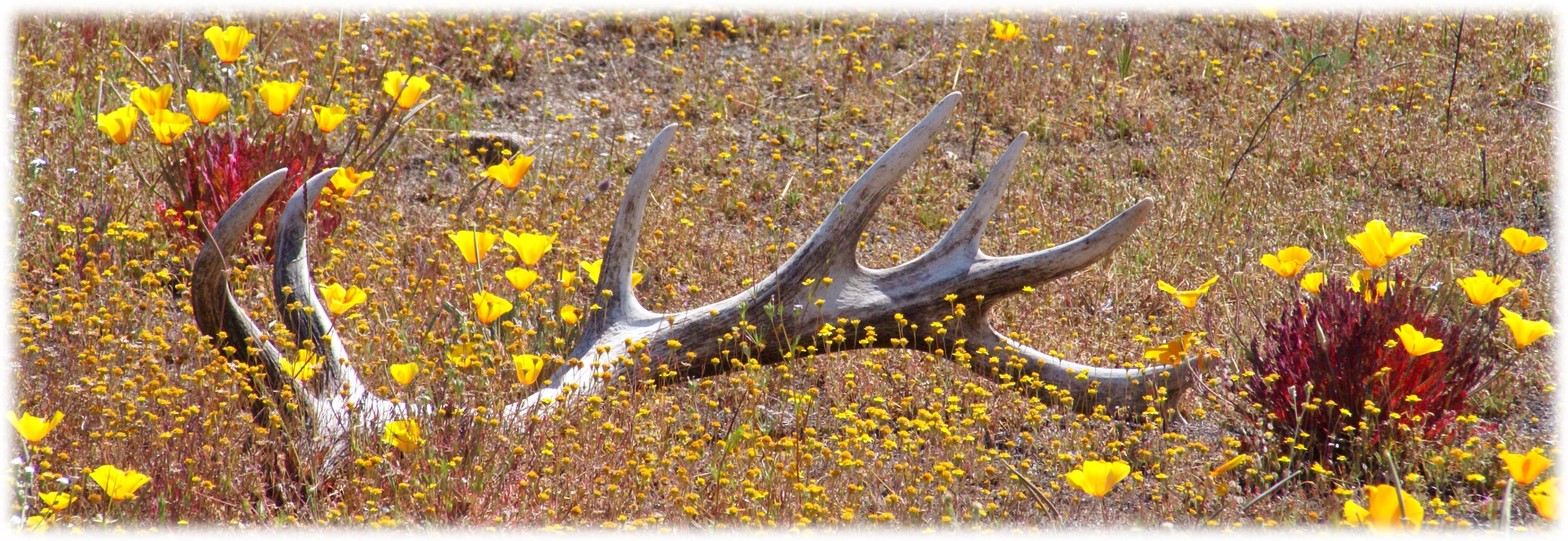 Home - Fort Hunter Liggett - iSportsman