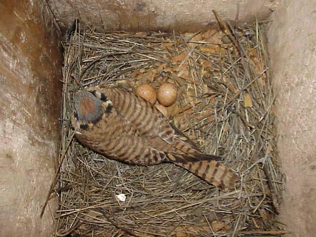 Wood Duck Nest Box Program Fort Hunter Liggett iSportsman